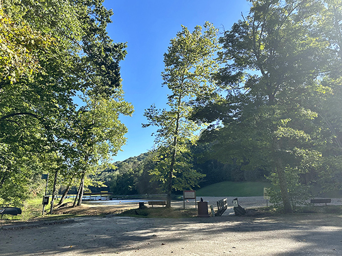 Morning light filters through towering trees, creating nature's cathedral around this peaceful lakeside picnic spot.