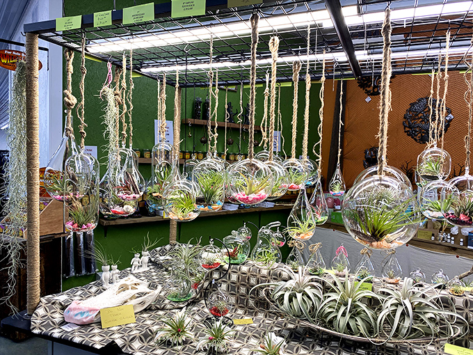Suspended in glass globes like tiny sci-fi terrariums, these air plants bring the botanical equivalent of low-maintenance relationships into your home.