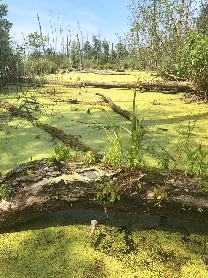 Primordial soup, Maryland-style. This algae-covered wetland hosts a complex ecosystem where frogs serenade and turtles sunbathe without a care.