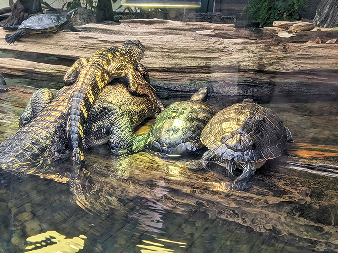 Reptilian roommates sharing a sunny log like retirees on a Florida bench – nature's version of "The Odd Couple" playing out at the museum.