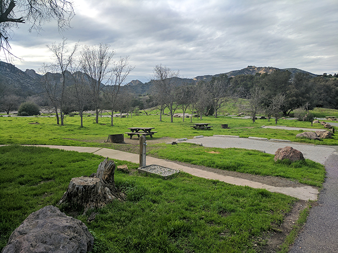 That fresh green carpet spreading across the valley floor only appears after winter rains work their seasonal magic on the landscape.