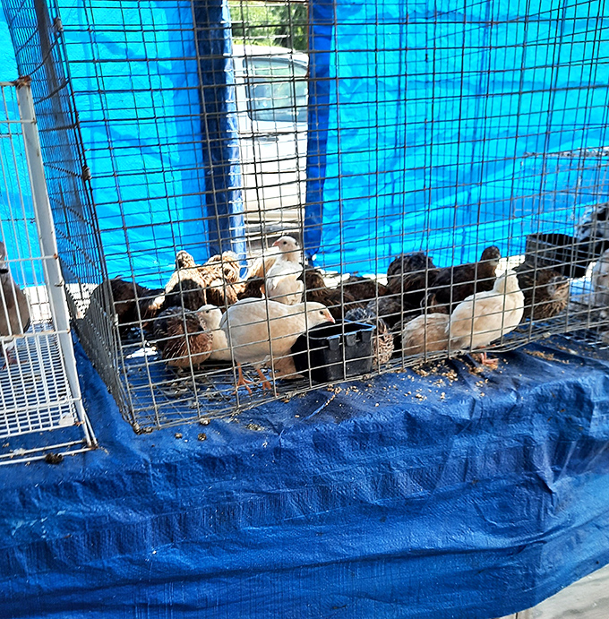 Farm-to-market takes on new meaning with these fluffy little entrepreneurs. Tomorrow's egg-layers today, priced to move faster than hotcakes at a church breakfast.