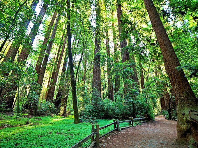 Sunlight filters through ancient sentinels, creating a green-gold kaleidoscope effect. Even the most dedicated screen-addict falls silent here.