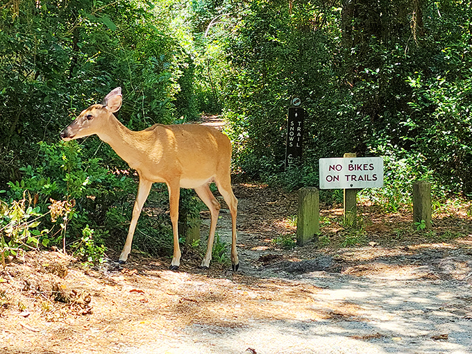 Nature's welcoming committee! This young deer casually reminds visitors whose home they're entering. No "No Bikes" sign needed for this local resident.