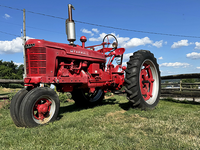 A classic Farmall tractor stands sentinel, reminding us of farming's rich heritage. This beauty has probably seen more seasons than most retirement communities.