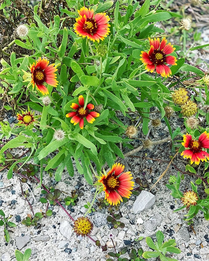 Nature's confetti! These resilient wildflowers add splashes of sunset colors to the dunes, proving beauty thrives even in sandy soil.