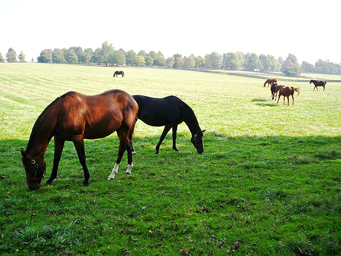 These thoroughbreds are living their best lives, casually grazing on grass worth more than my monthly grocery budget.