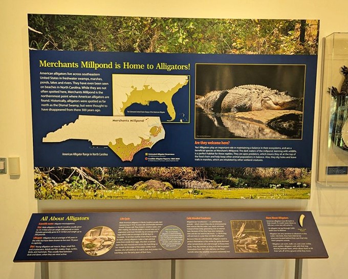 "Home to alligators!" The exhibit reveals one of the park's most prehistoric residents. Thankfully, they're typically more camera-shy than dangerous.