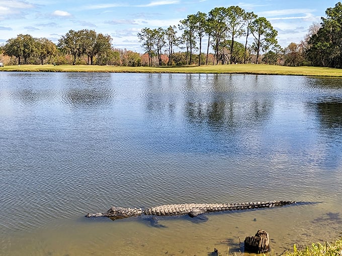 Another perfect Florida day means another excuse to skip the gym for lakeside contemplation.