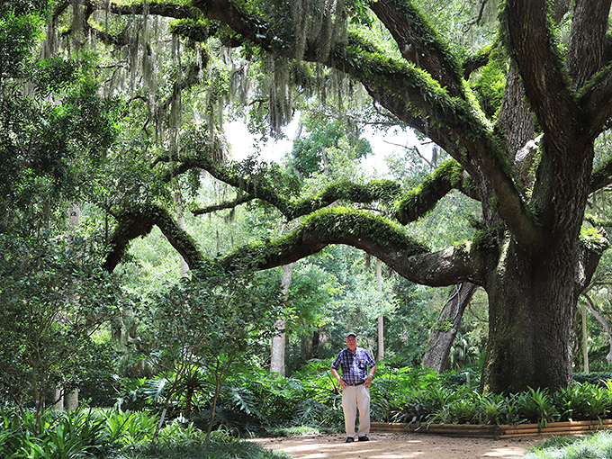 This majestic live oak has been striking dramatic poses since before Instagram was even a twinkle in technology's eye.