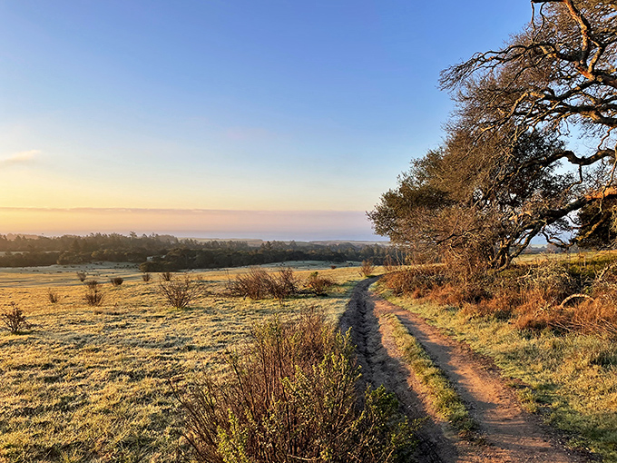Dawn's first light transforms ordinary hiking trails into pathways of pure gold. Morning in the meadows is California's version of a royal welcome.