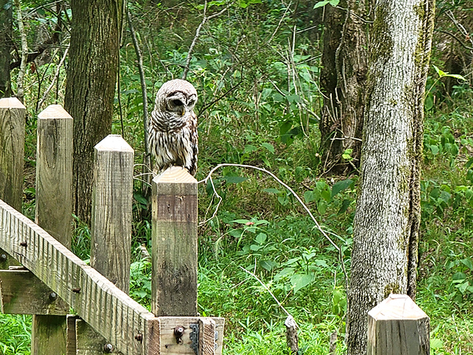 "Who-who dares disturb my morning coffee?" This barred owl seems to ask, perched regally on a fence post like nature's security guard.
