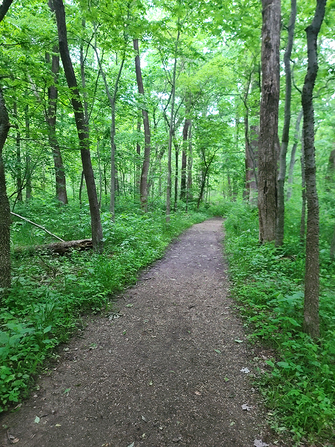 This well-maintained trail practically whispers "follow me" as it meanders through ancient trees standing tall like woodland sentinels.