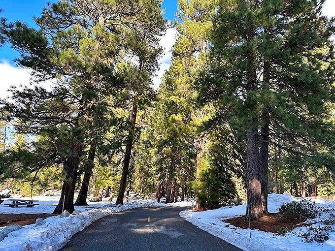 Winter's gentle touch transforms familiar paths. The snow-dusted trails through Lake Wenatchee's pine sentinels invite contemplative walks where every step writes a temporary signature.