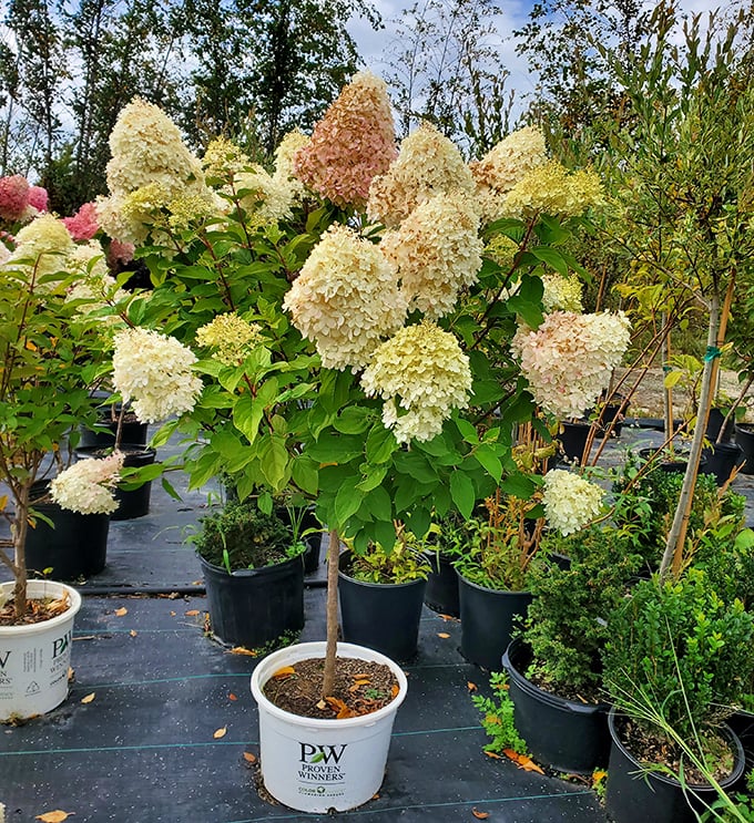 Hydrangeas in full bloom offer a botanical break from the hunt – proof that not all market treasures are vintage.