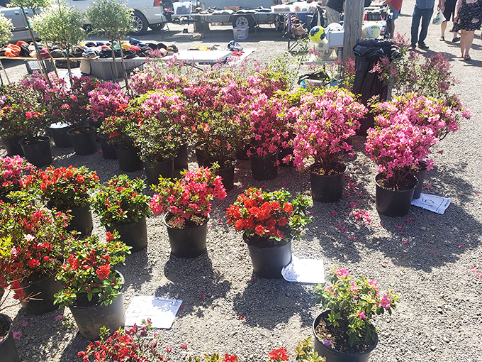 Nature's color explosion! These azaleas and flowering plants turn any backyard into the botanical garden you've always promised your spouse.