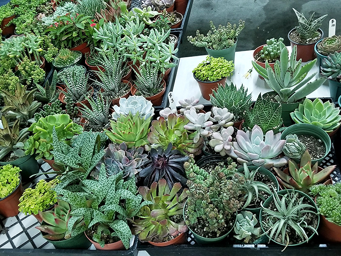 Nature's little sculptors&mdash;these succulents offer apartment dwellers a chance at gardening glory without the commitment issues of needier plants.