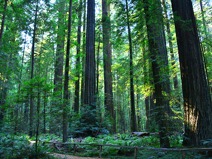 Emerald cathedral light filters through a canopy that remembers the Middle Ages. Standing here feels like being in nature's most exclusive VIP room.