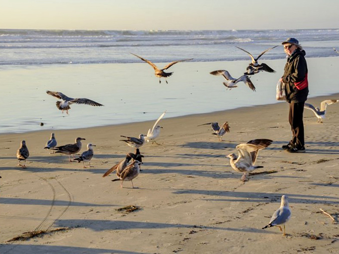 The seagull meet-and-greet committee welcomes visitors with the enthusiasm of distant relatives who've heard you won the lottery.
