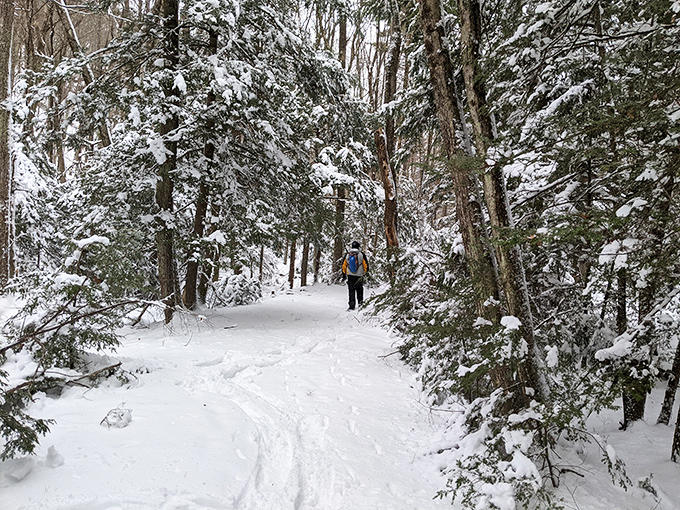 Tree-lined roads that curve like this should come with a warning: Scenic Views May Cause Spontaneous Sighing.