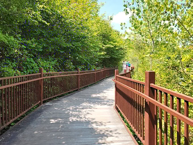 The park's well-maintained boardwalk invites exploration through lush Ozark greenery. Every step brings you closer to the rushing sounds of the shut-ins.