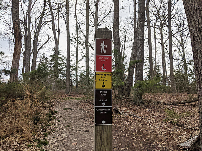 Trail markers stand like friendly guides in the wilderness, preventing your "quick nature walk" from becoming an unplanned overnight adventure.