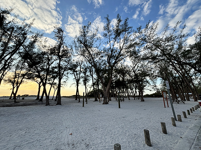 Nature's beach umbrellas stand guard at sunset. These Australian pines create dappled shade perfect for those of us whose sunscreen days were more baby oil than SPF 50.