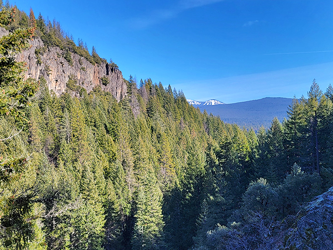 Mt. Shasta looms majestically in the distance, watching over the forest like a snow-capped guardian keeping an eye on its treasure.