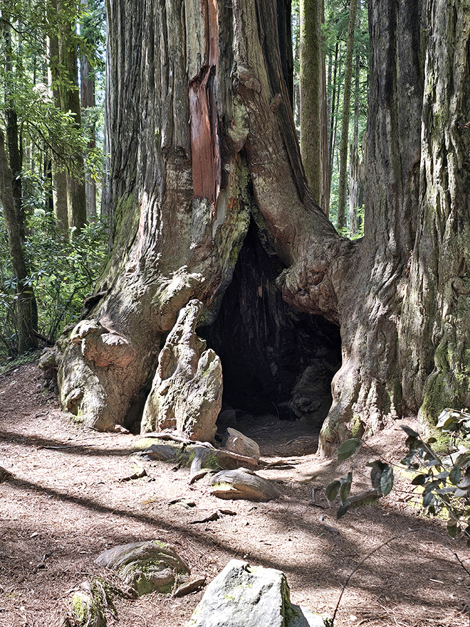 Nature's fixer-upper: a hollowed redwood trunk offering the ultimate tiny home experience. Cozy, rustic, and absolutely no mortgage required.