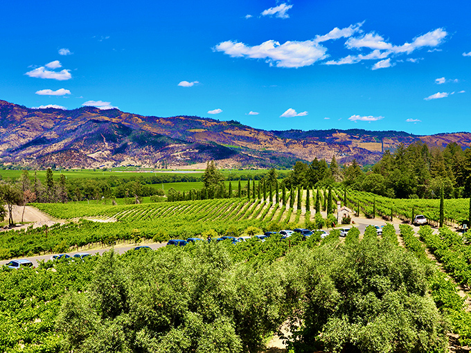 Rows of grapevines stand at attention below the castle walls, as if waiting for knightly approval before becoming wine.