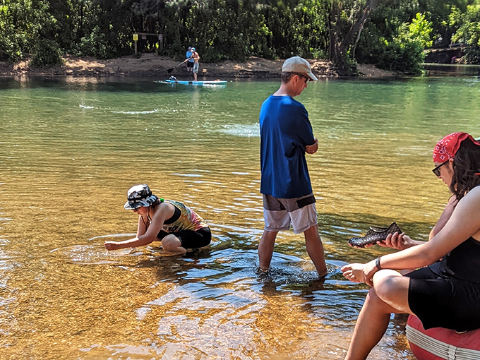 Family memories form in shallow waters where rainbow trout and children's laughter create the perfect soundtrack for a Missouri summer day.