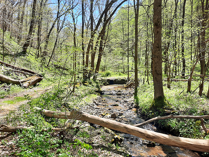 A woodland stream dances over stones in dappled sunlight. The kind of place Thoreau would have written an extra chapter about if he'd wandered this far west.