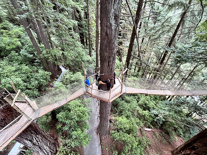 Suspended walkways let you wander among ancient redwood giants, bringing you face-to-bark with living history.