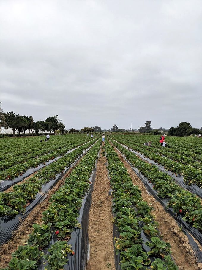 Berry picking with a view. Gizdich's fields offer a peaceful escape where time slows and baskets fill quickly.