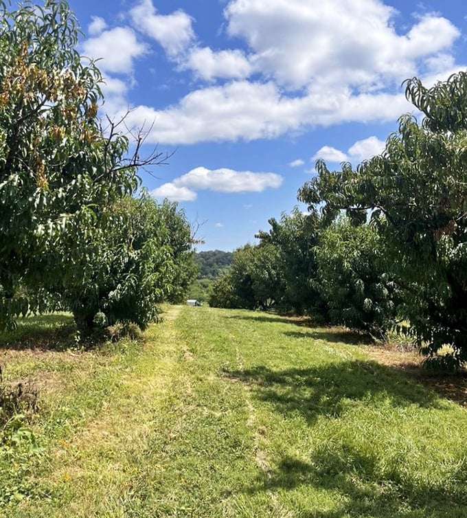 Mountain backdrops turn simple apple picking into the kind of afternoon that makes you forget your phone exists.