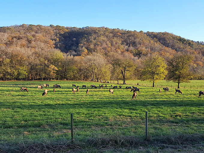 The quintessential Ozark Mountain town, Ponca offers a glimpse of rural Arkansas at its most charming. That general store has stories to tell!
