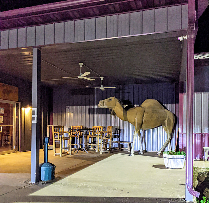 Yes, that's a camel statue guarding some of Iowa's best steaks. Because why not add a desert touch to cornfield country?