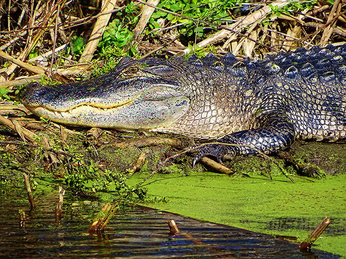 "I was here when your ancestors were still figuring out fire." This prehistoric resident gives new meaning to sunbathing.