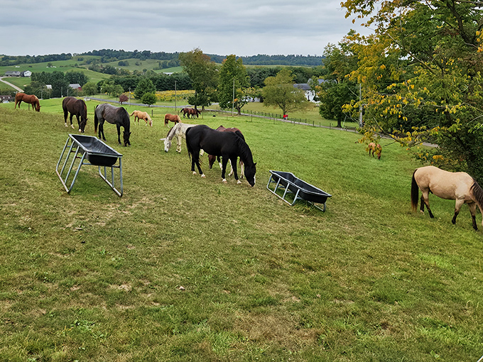 Horses grazing peacefully on hillsides remind us that in Charm, horsepower has a completely different&mdash;and much more literal&mdash;meaning.