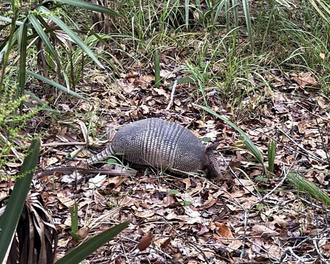 Meet your trail companion! This armadillo doesn't care about your problems&mdash;he's too busy being prehistoric and adorable at the same time.