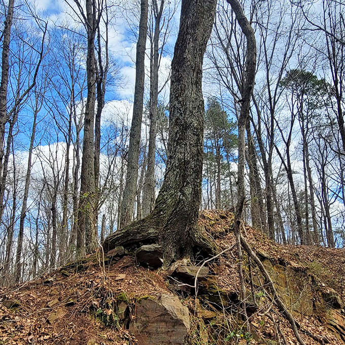 Winter reveals the architectural bones of the forest, creating a cathedral of branches against the bluest Alabama sky imaginable.
