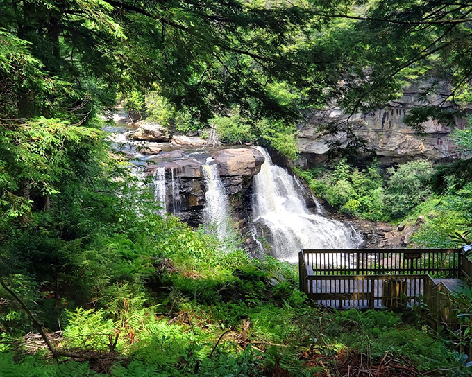 Elakala Falls peeks through a verdant frame of rhododendrons and hemlocks. It's like nature designed its own perfect postcard view.