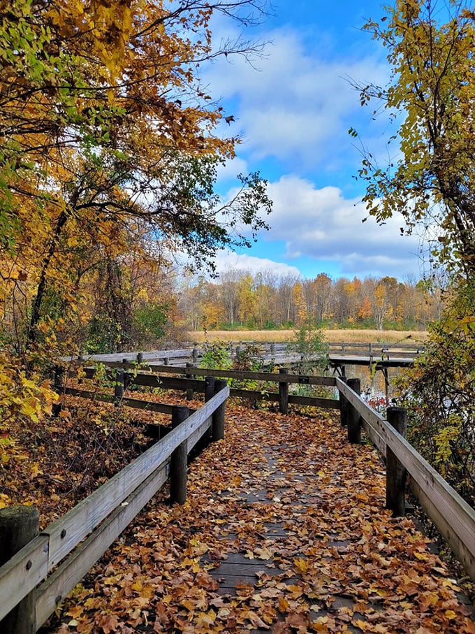 Nature's red carpet experience. This leaf-strewn boardwalk offers front-row tickets to Michigan's most spectacular seasonal transformation show.