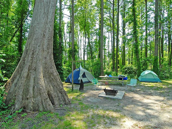 Camping beneath towering cypress trees gives new meaning to five-star accommodations. That massive tree trunk has witnessed centuries of campers coming and going.