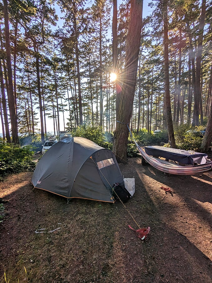 Sunset filtering through towering evergreens creates nature's stained glass. Camping doesn't get more cathedral-like than this.