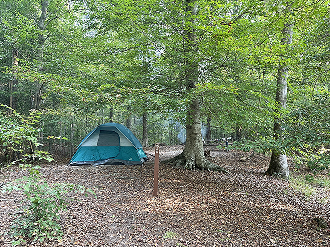 A tent nestled among the trees &ndash; where the soundtrack is birdsong and the ceiling is a canopy of leaves.
