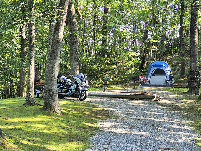 Camping among giants: tall trees provide natural shelter for those who prefer their accommodations with a side of adventure.