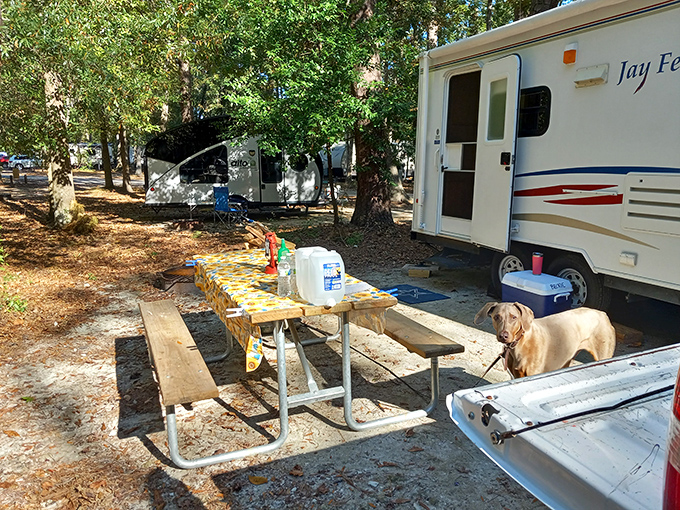 Your four-legged camping buddy knows the best seat in the house is always at the picnic table.