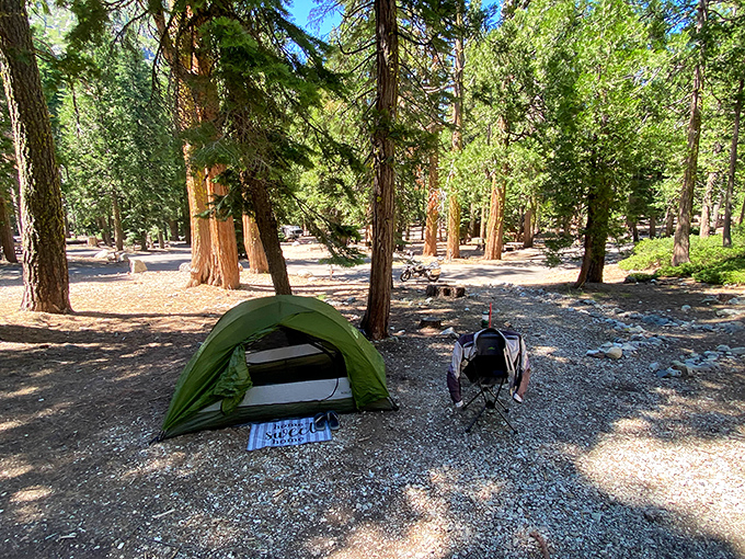 Camping among giants: Where your tent feels like a temporary embassy in a sovereign nation of ancient pines.