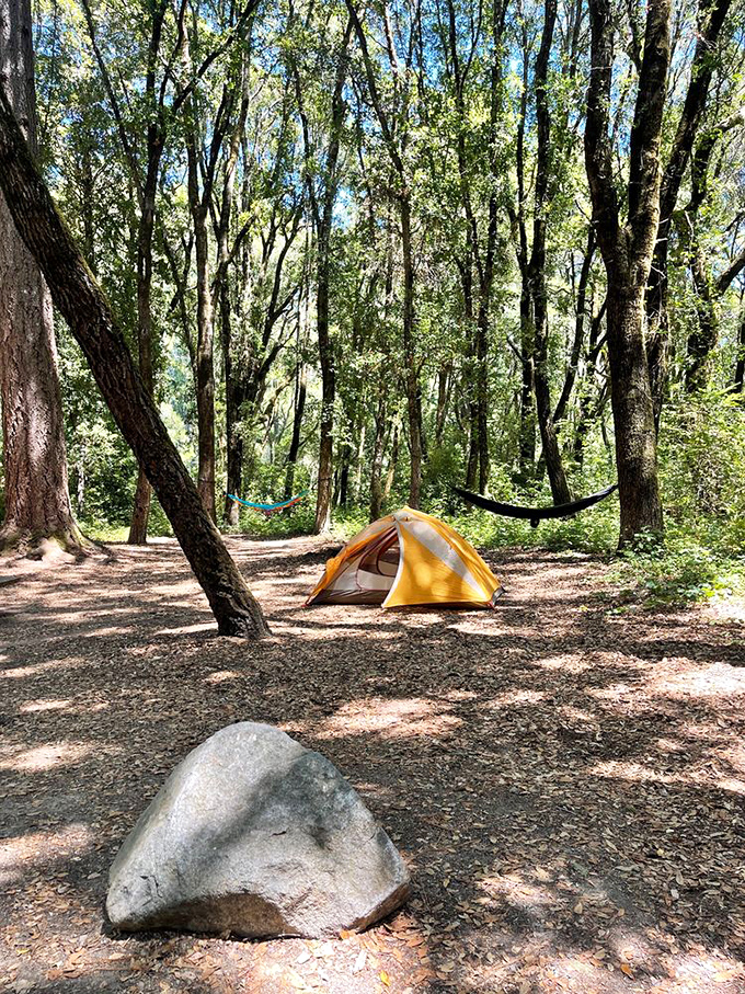 Camping among the trees—nature's five-star accommodation where the ceiling fan is replaced by rustling leaves and starlight.